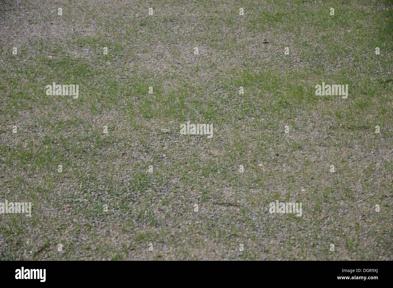 Lawn on stone ground Stock Photo - Alamy