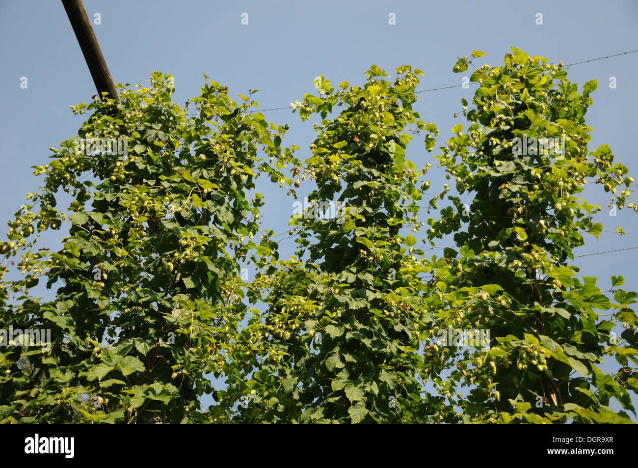 Biom hi-res stock photography and images - Alamy