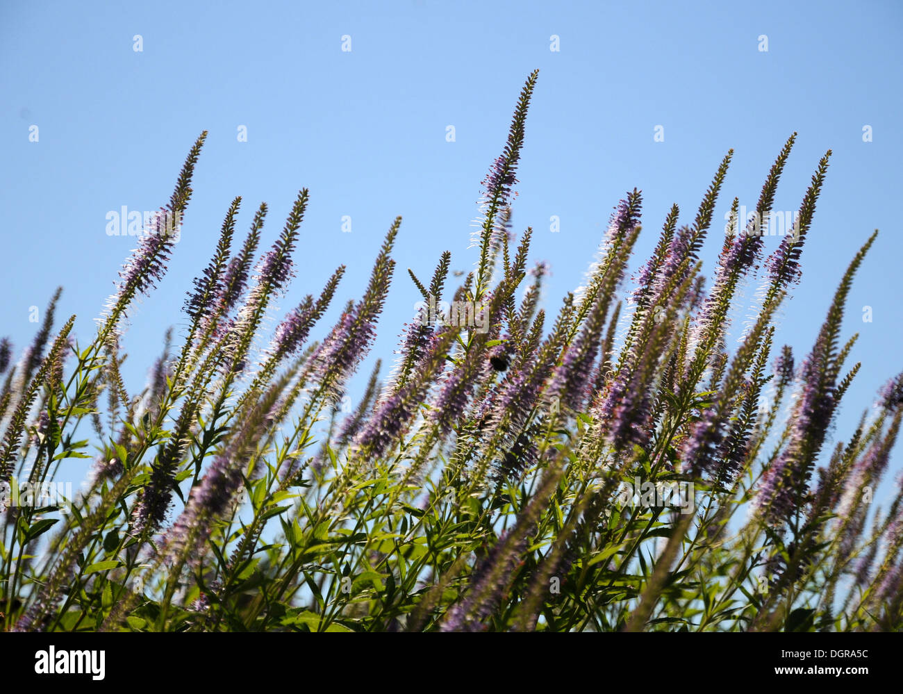 Blackroot hi-res stock photography and images - Alamy