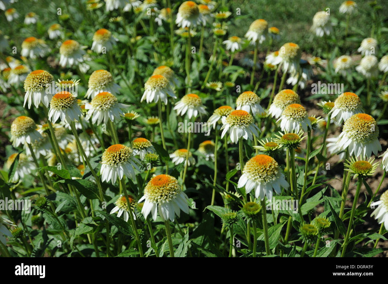 Sonnenhut tee hi-res stock photography and images - Alamy