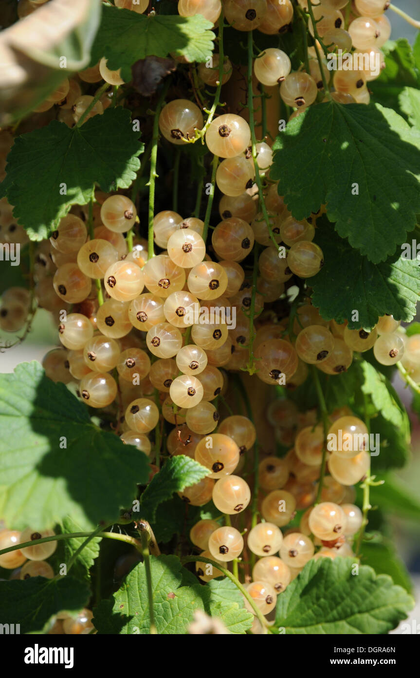 Ribes rubrum blanka hi-res stock photography and images - Alamy