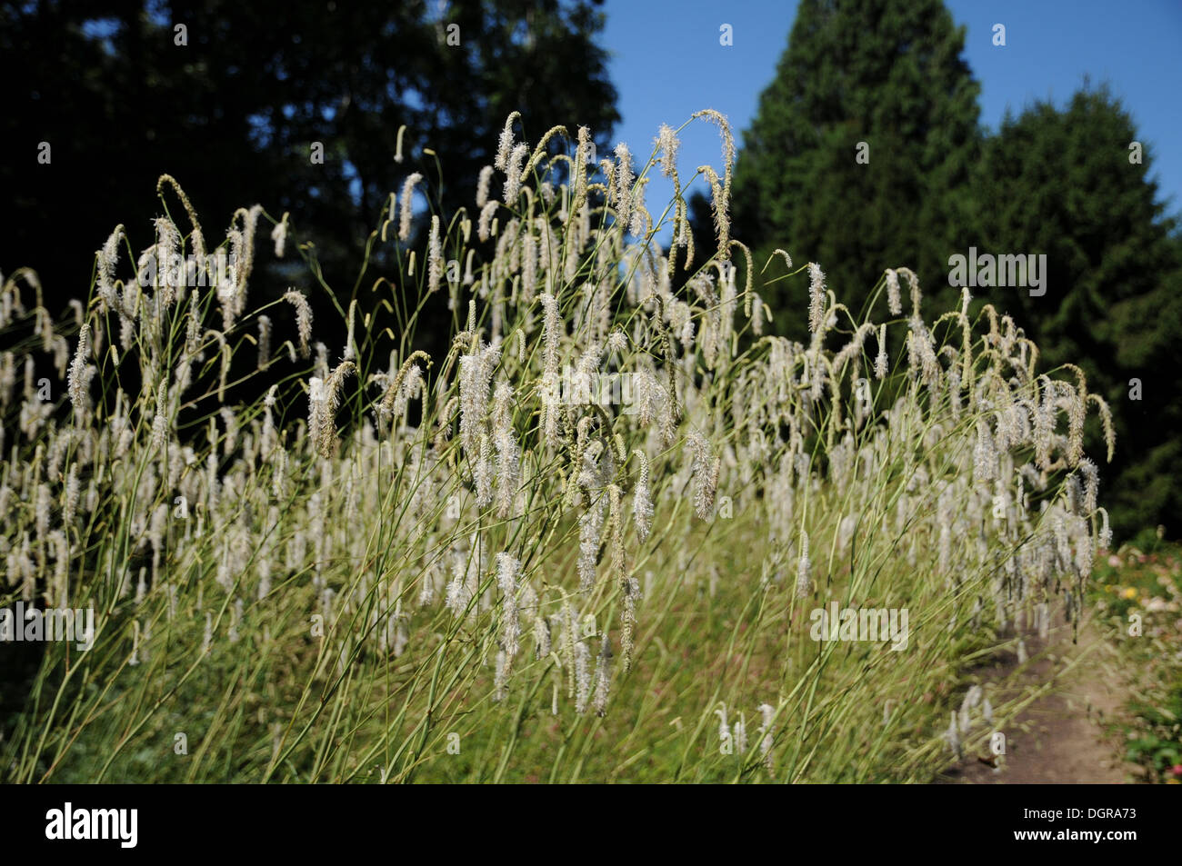 Asian burnet hi-res stock photography and images - Alamy