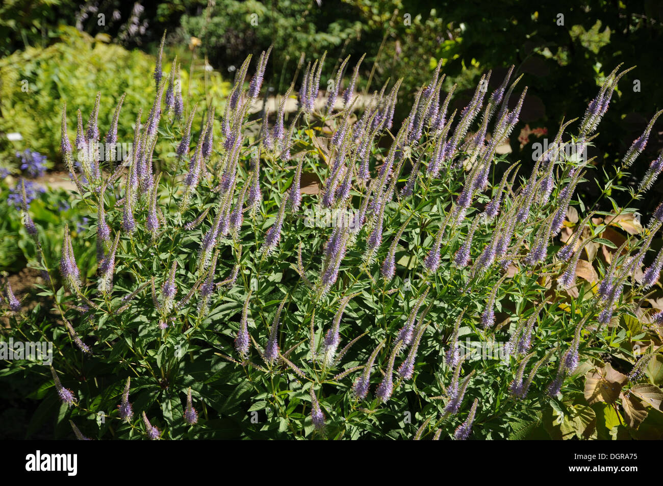 Blackroot hi-res stock photography and images - Alamy