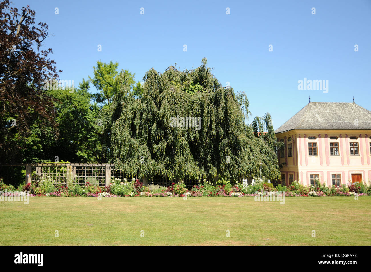 Weeping beech tree hi-res stock photography and images - Alamy