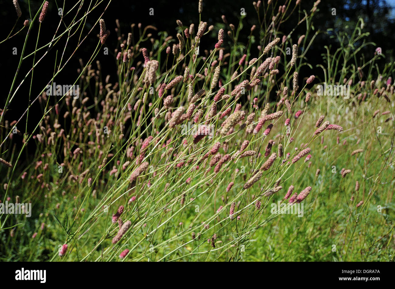 Burnet pink elephant hi-res stock photography and images - Alamy