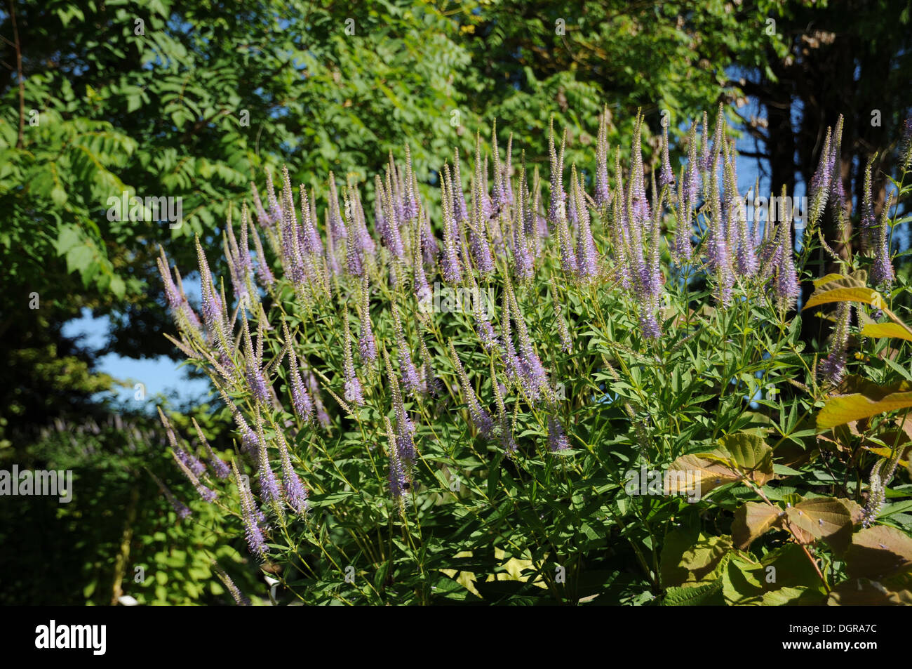 Veronicastrum virginica hi-res stock photography and images - Alamy