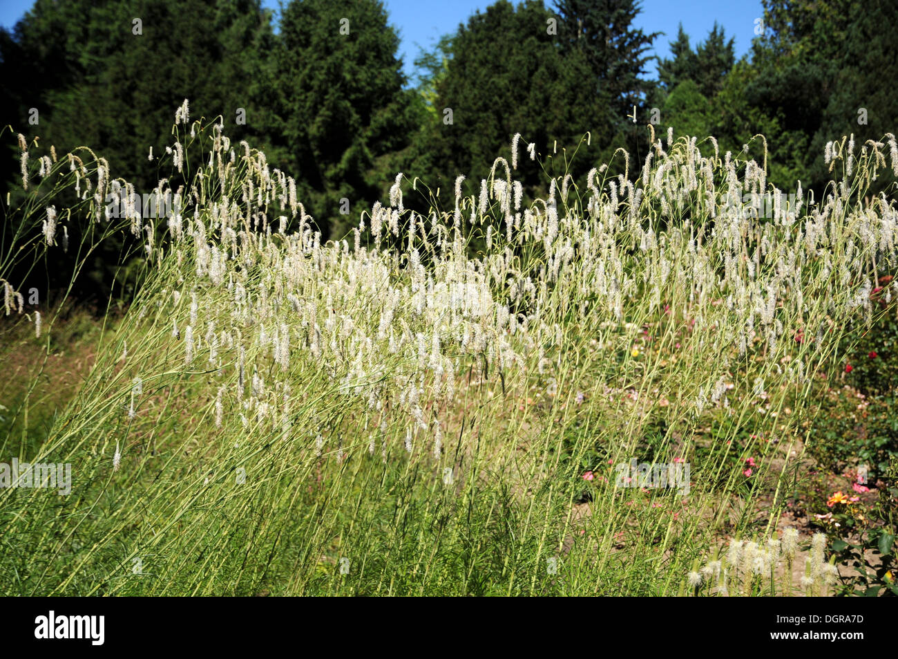 Asian burnet hi-res stock photography and images - Alamy
