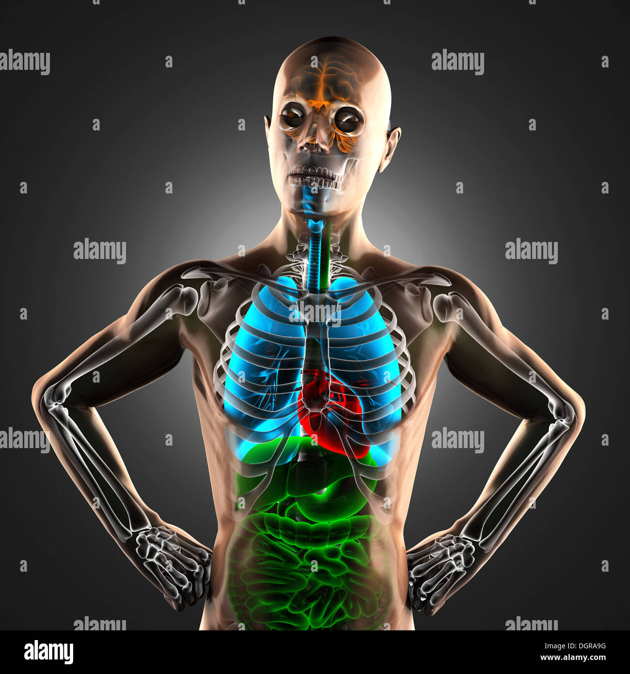 human entrails radiography scan Stock Photo - Alamy
