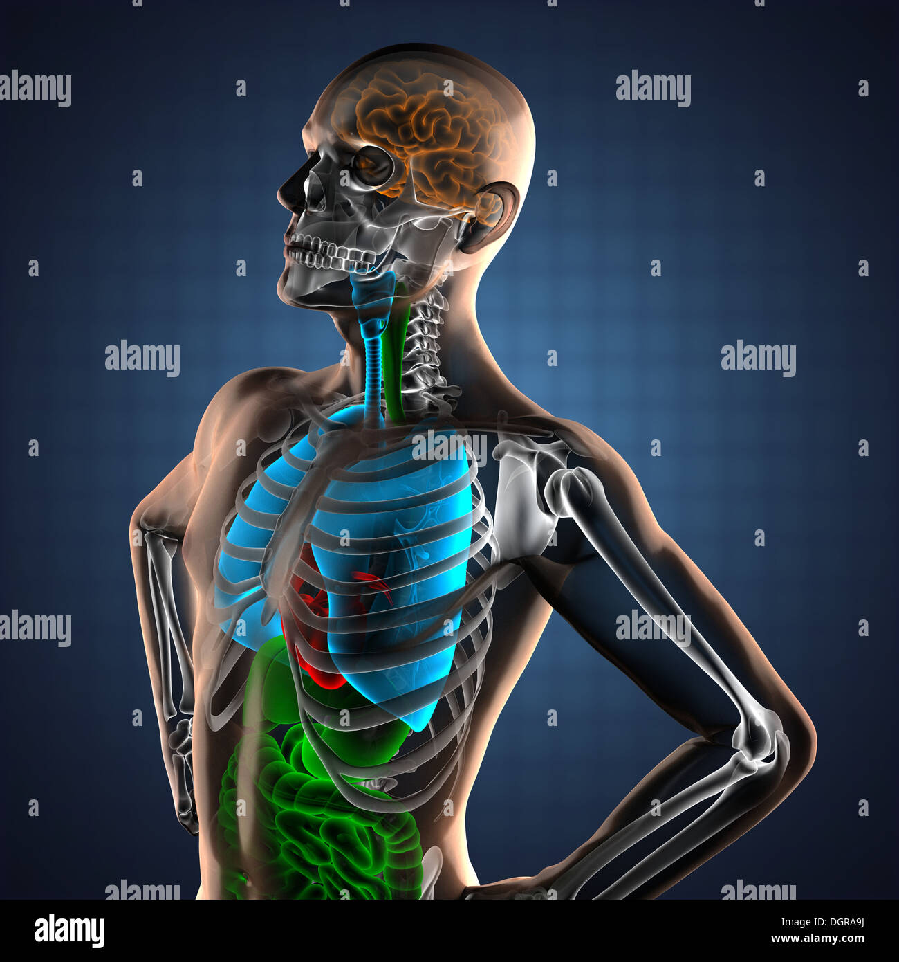 human entrails radiography scan Stock Photo - Alamy