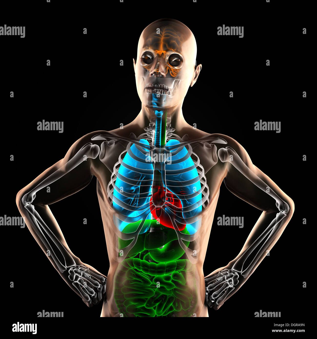 human entrails radiography scan Stock Photo - Alamy