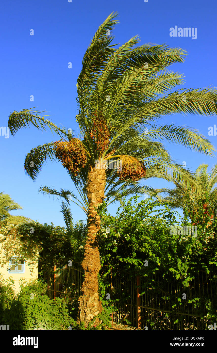 Palm tree bud hi-res stock photography and images - Alamy