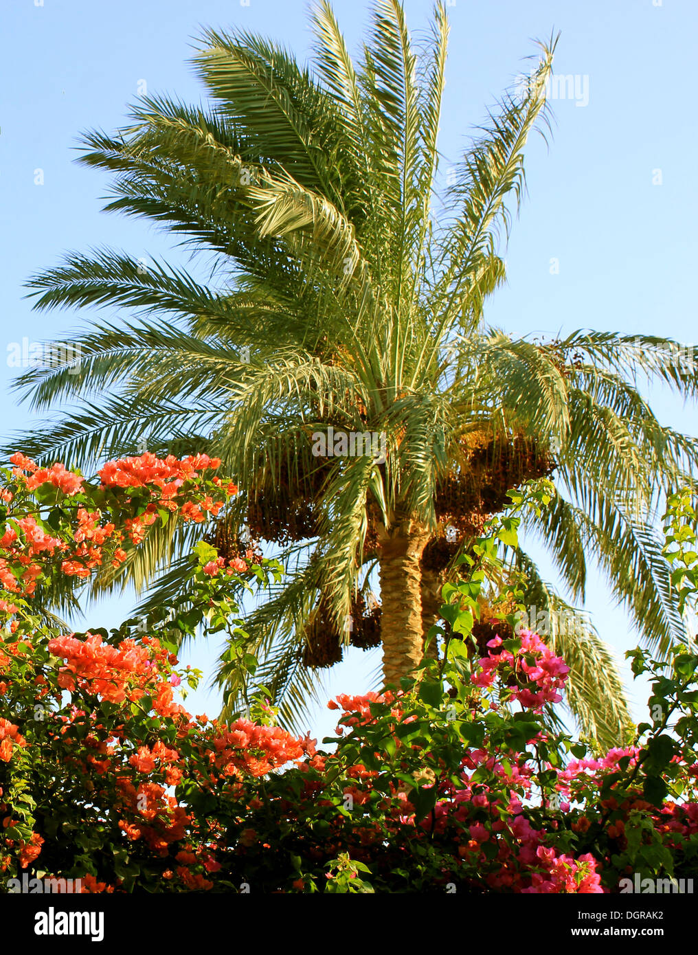 Palm tree bud hi-res stock photography and images - Alamy