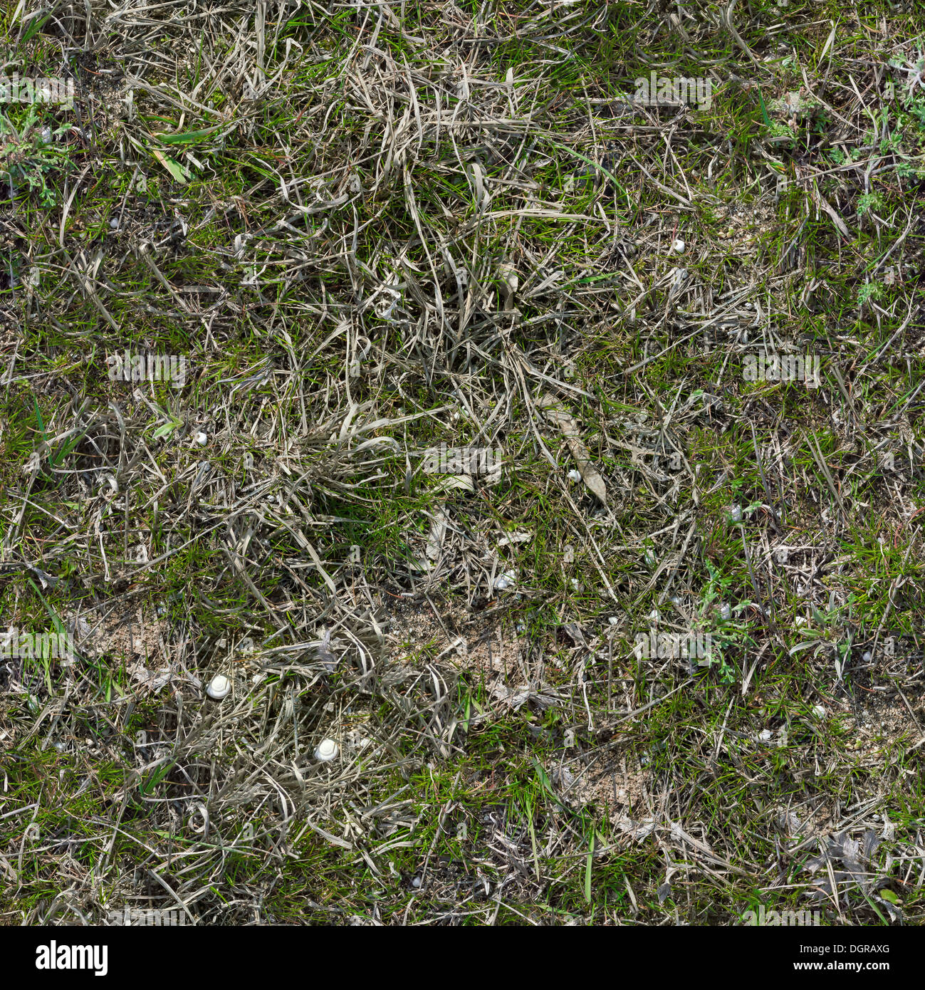 Clean seamless tileable grass texture hi-res stock photography and ...