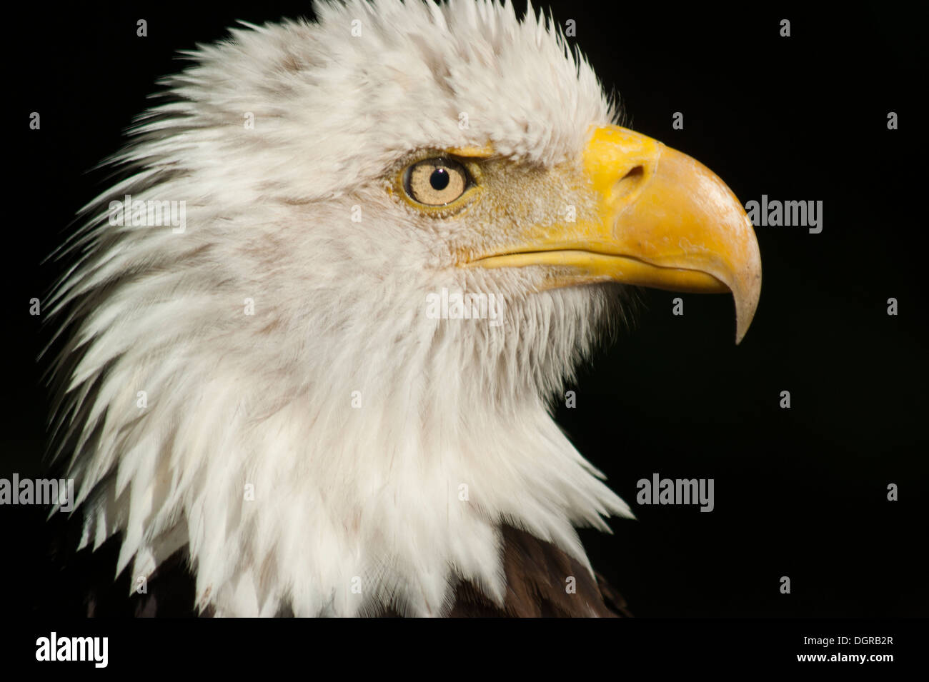 Close up bald eagle hi-res stock photography and images - Alamy