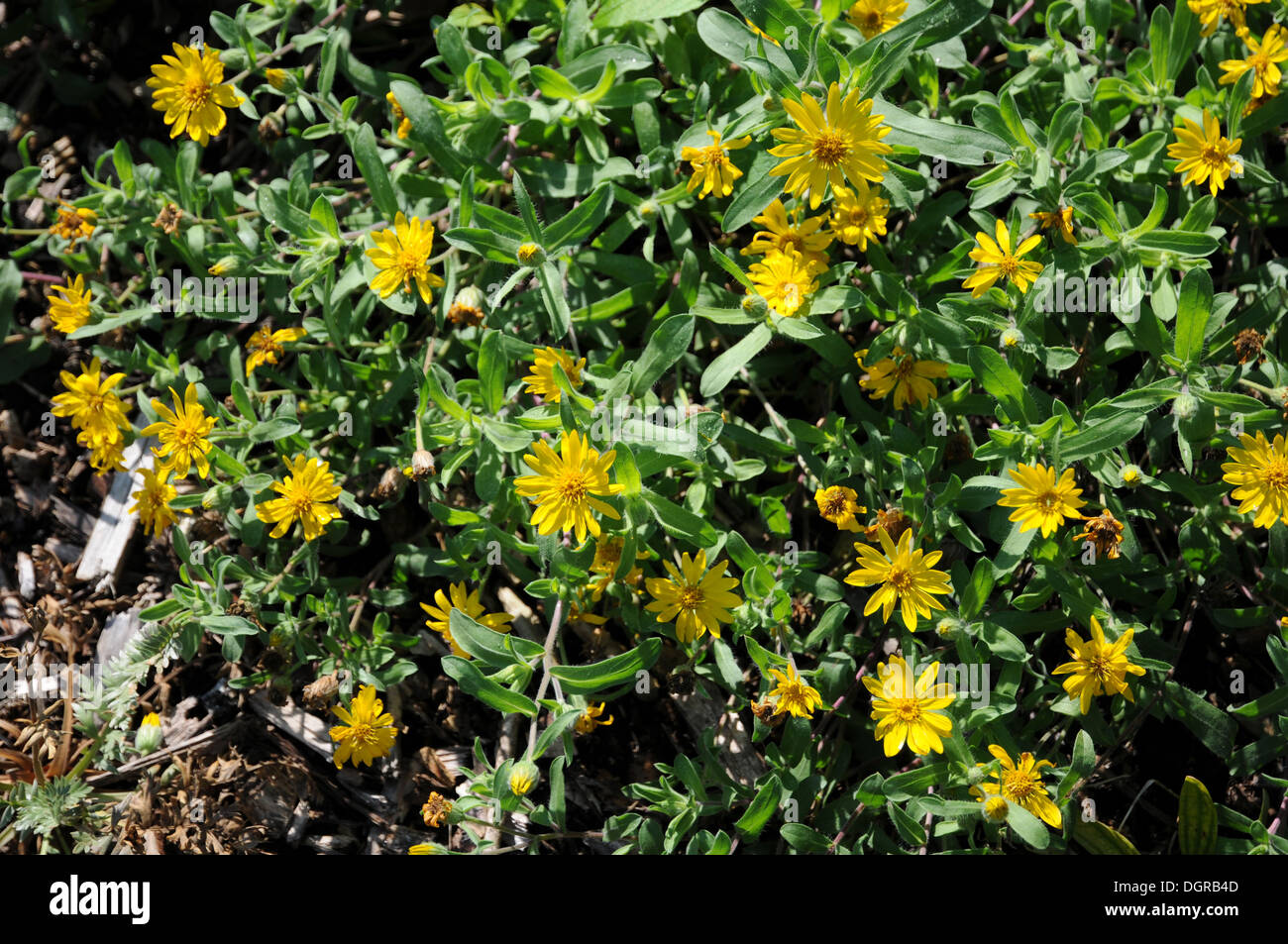 Gold aster hi-res stock photography and images - Alamy