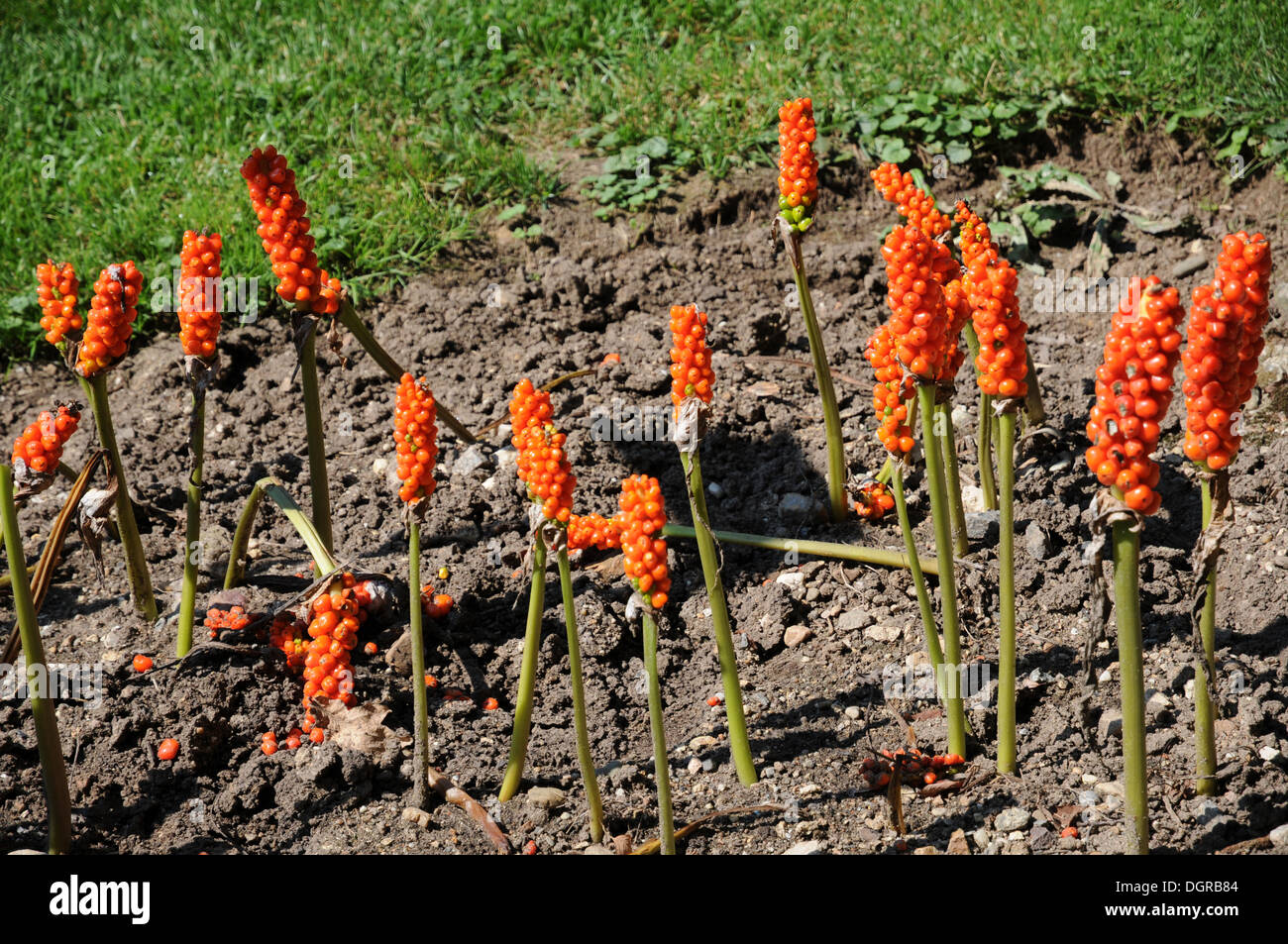 Italian arum hi-res stock photography and images - Alamy