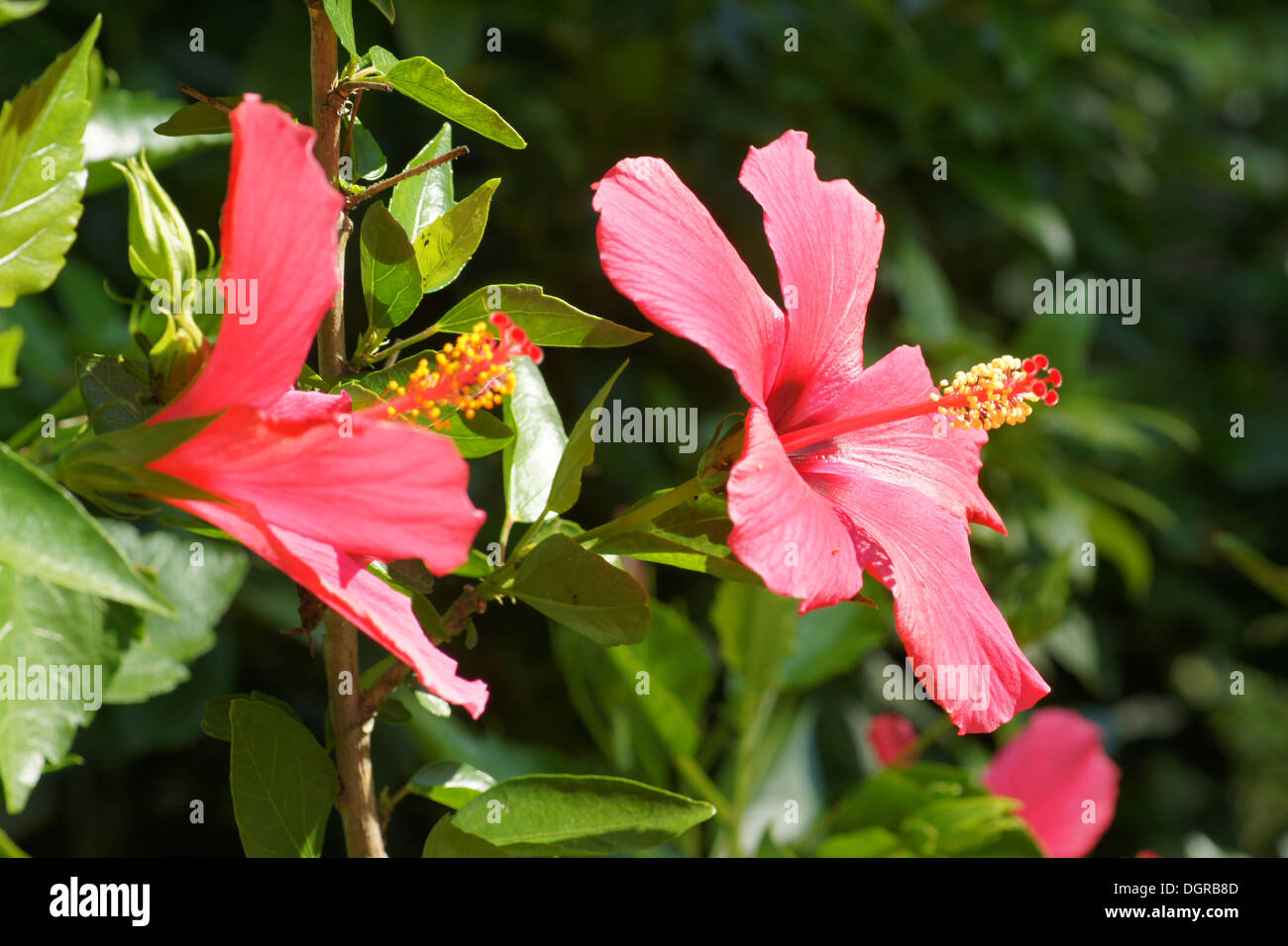 Rose mallow shrub hi-res stock photography and images - Alamy