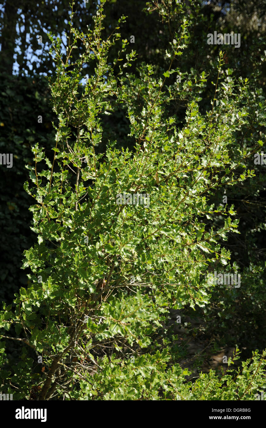 Oak quercus coccifera oak oak hi-res stock photography and images - Alamy