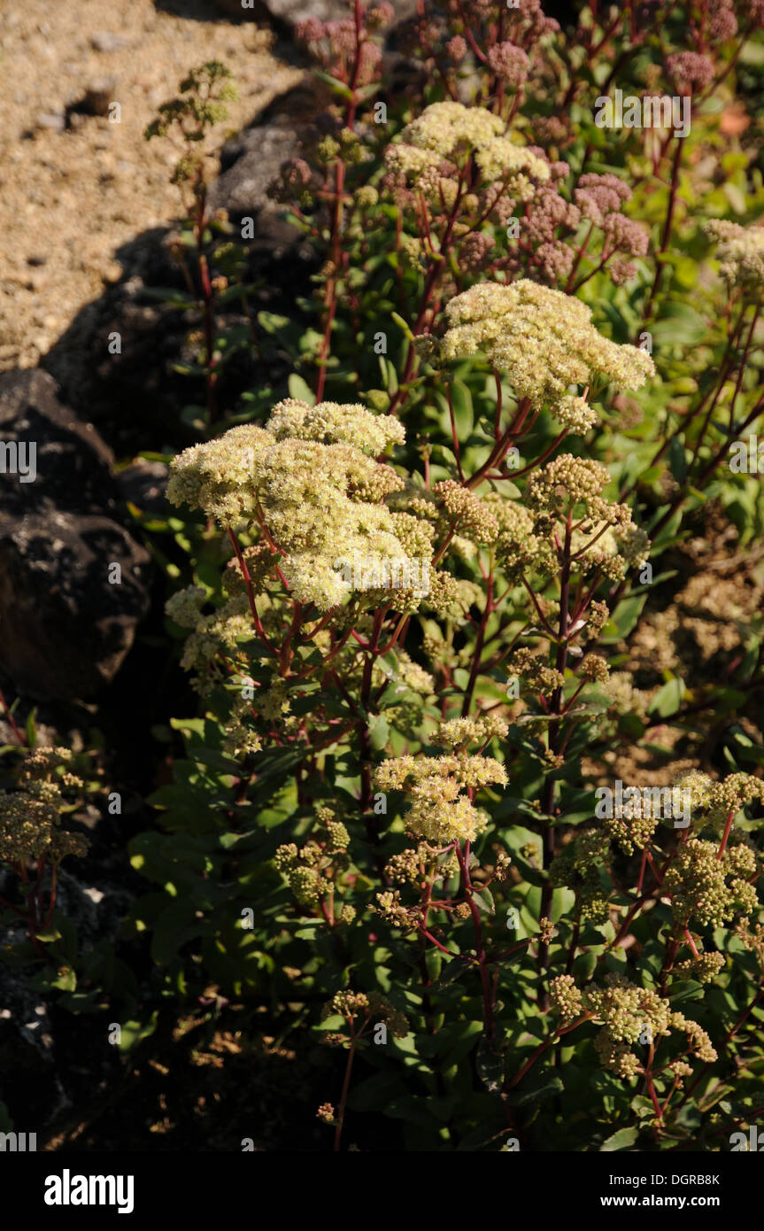 Live forever flower hi-res stock photography and images - Alamy