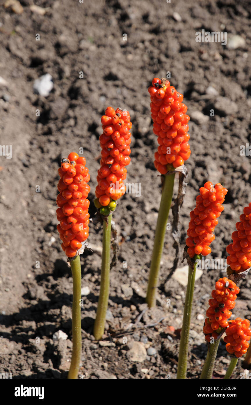 Arum maculatum lords ladies aronstab hi-res stock photography and ...