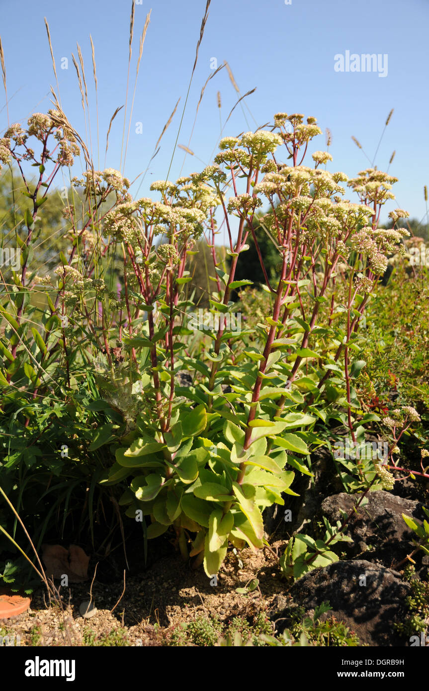 Live forever flower hi-res stock photography and images - Alamy