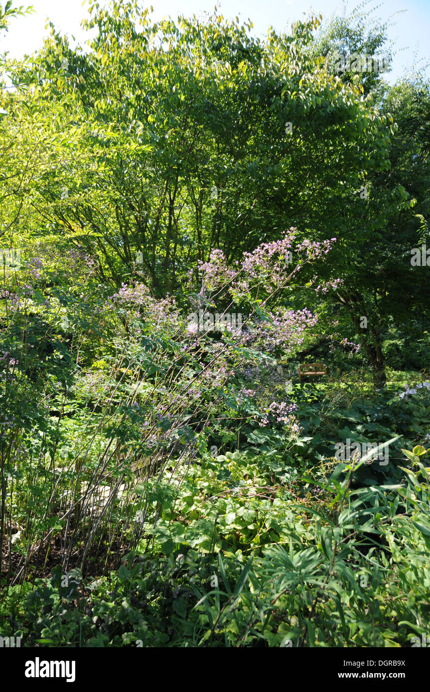 Meadow rues hi-res stock photography and images - Alamy