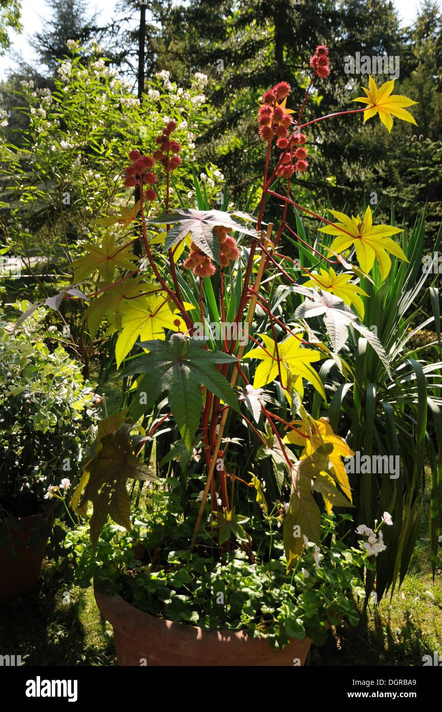 Rizinusstaude hi-res stock photography and images - Alamy