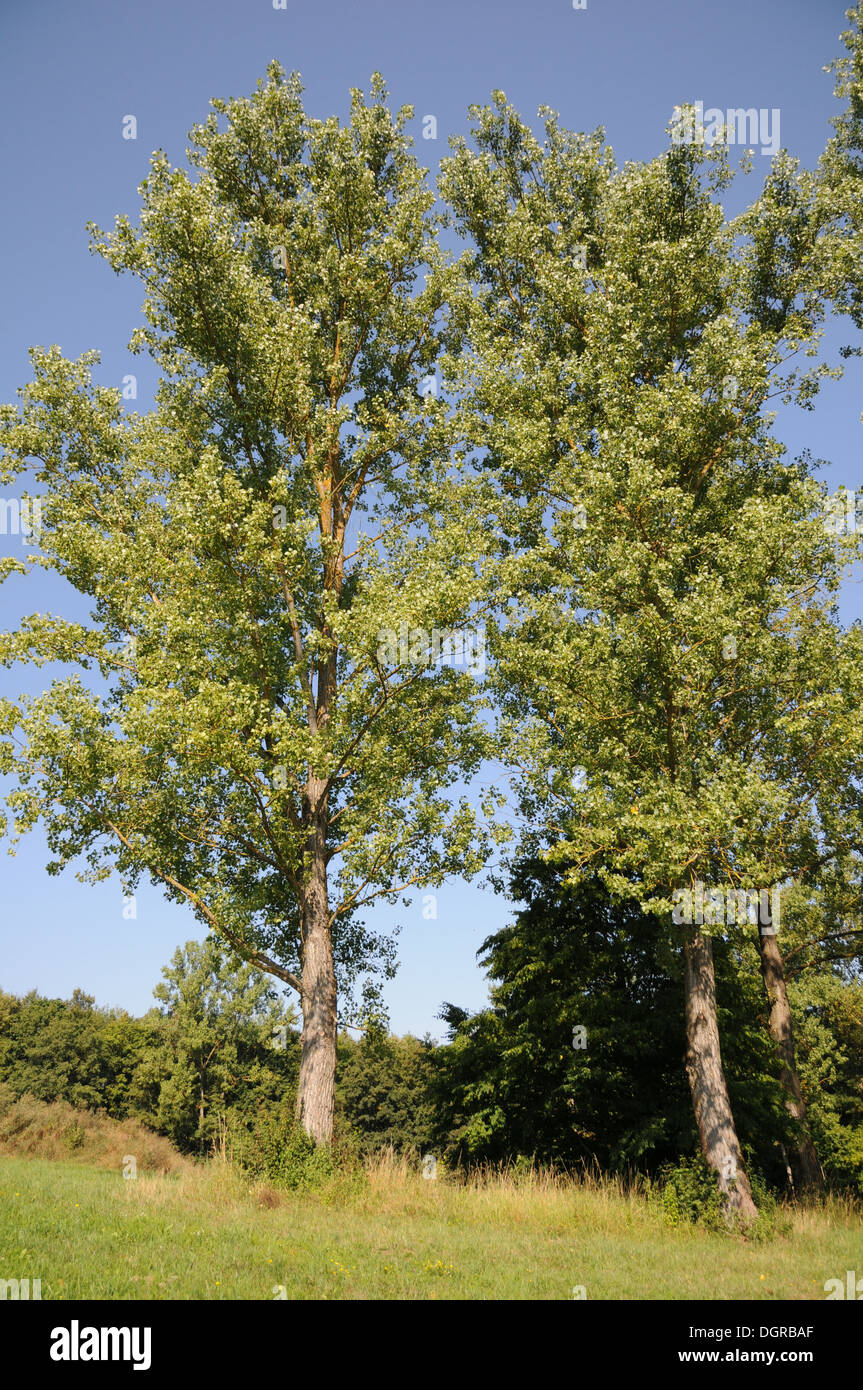 Poplars hi-res stock photography and images - Alamy