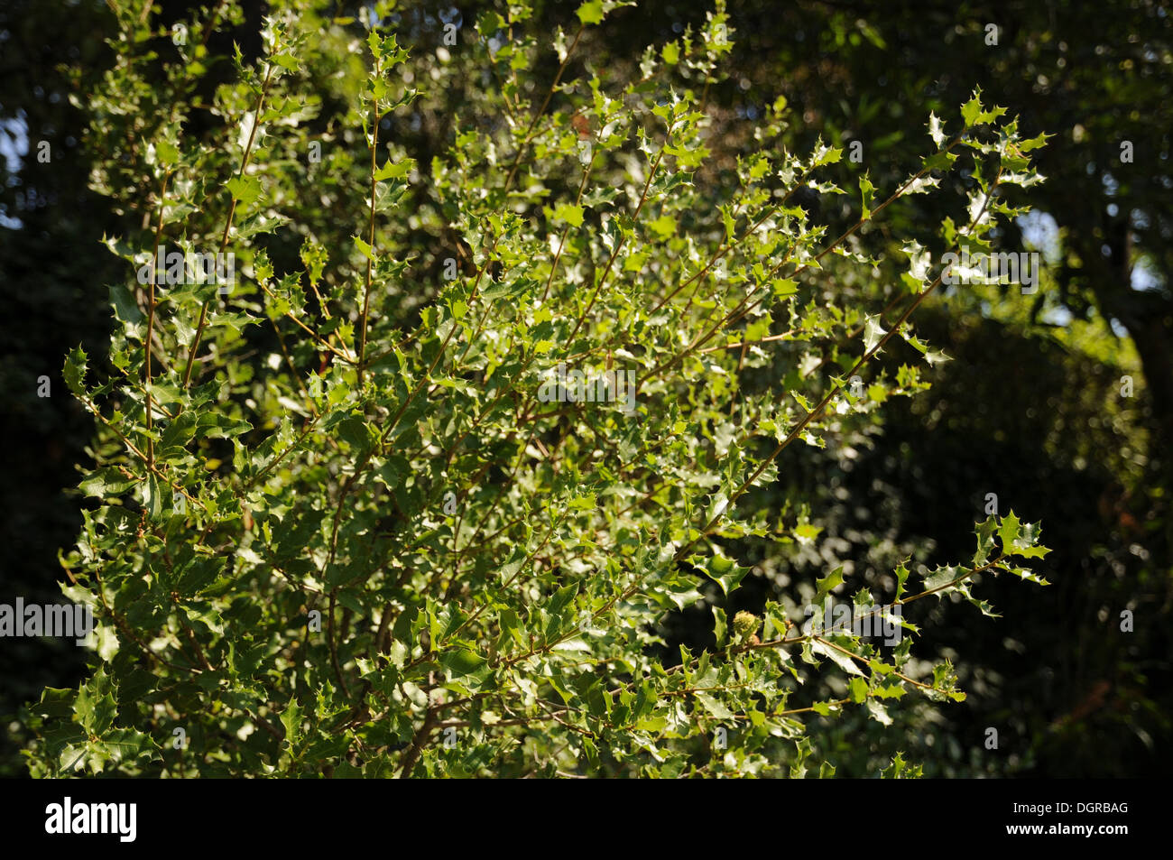 Kermeseichen hi-res stock photography and images - Alamy