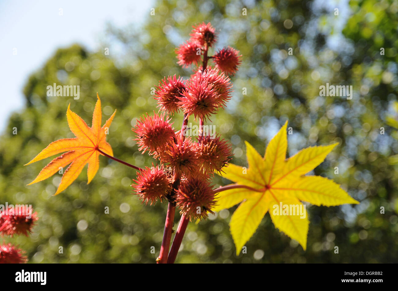 Rizinusstaude hi-res stock photography and images - Alamy