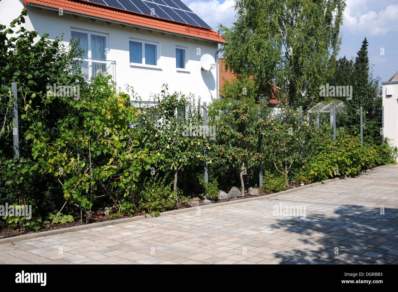 Pear Trees High Resolution Stock Photography and Images - Alamy