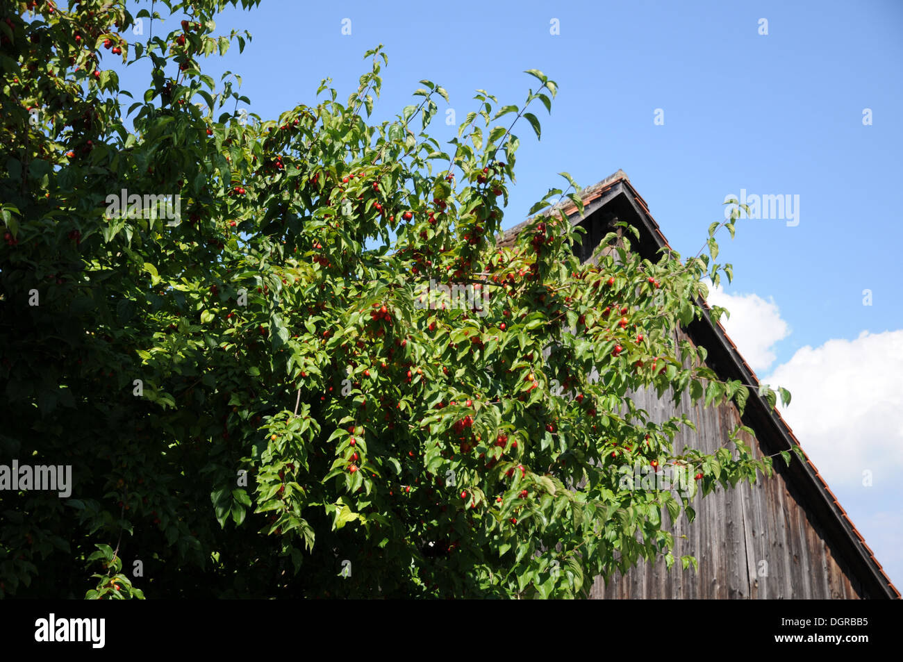 European cornel hi-res stock photography and images - Alamy