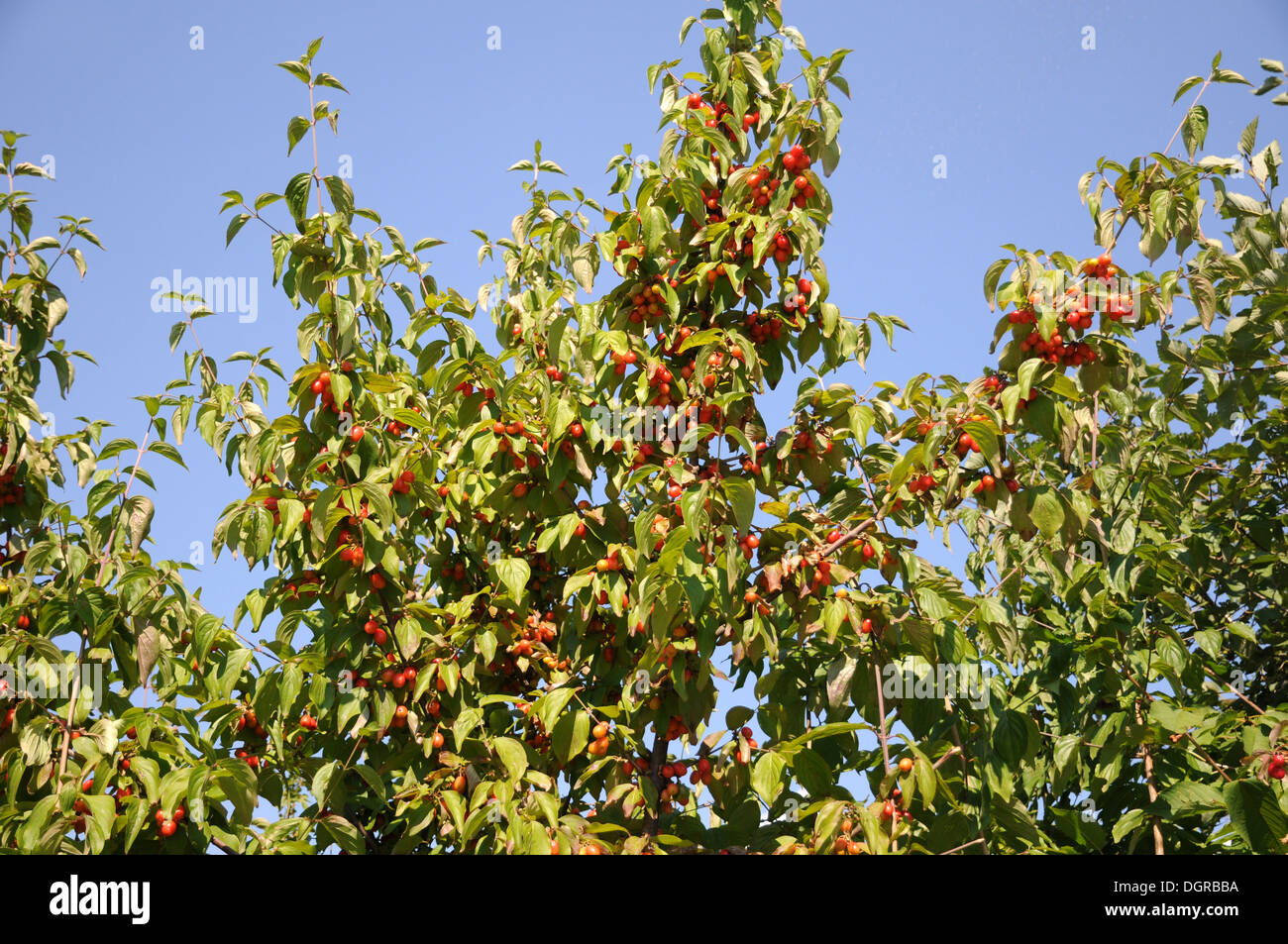 Kornelkirschen flowers hi-res stock photography and images - Alamy