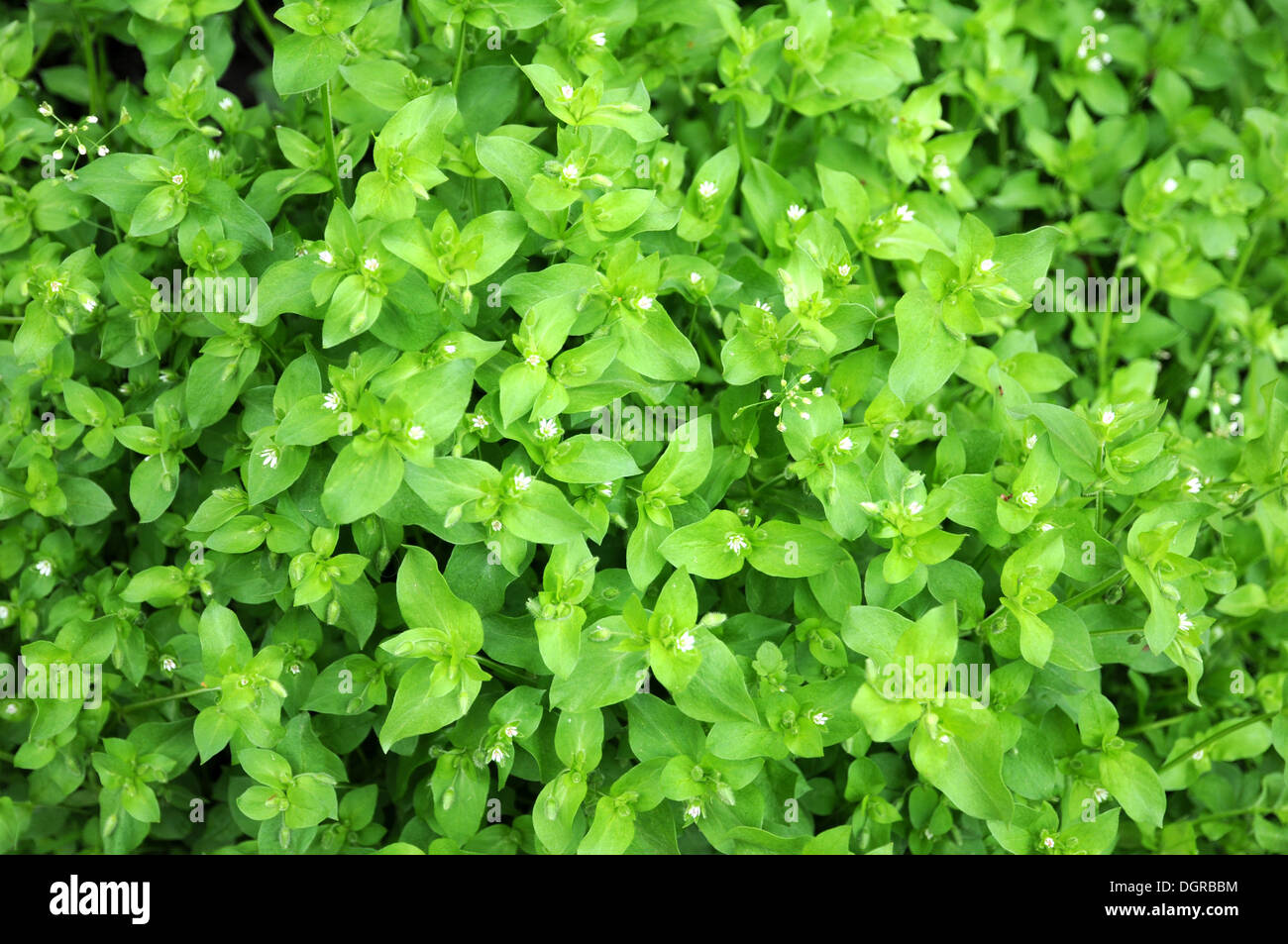 Chickweed hi-res stock photography and images - Alamy