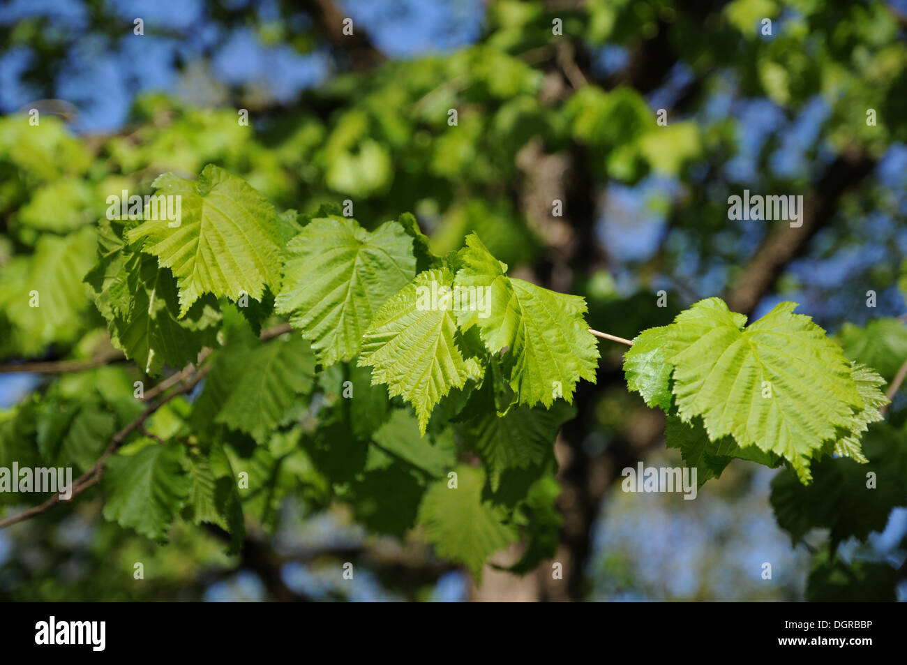 Turkish hazel tree hi-res stock photography and images - Alamy