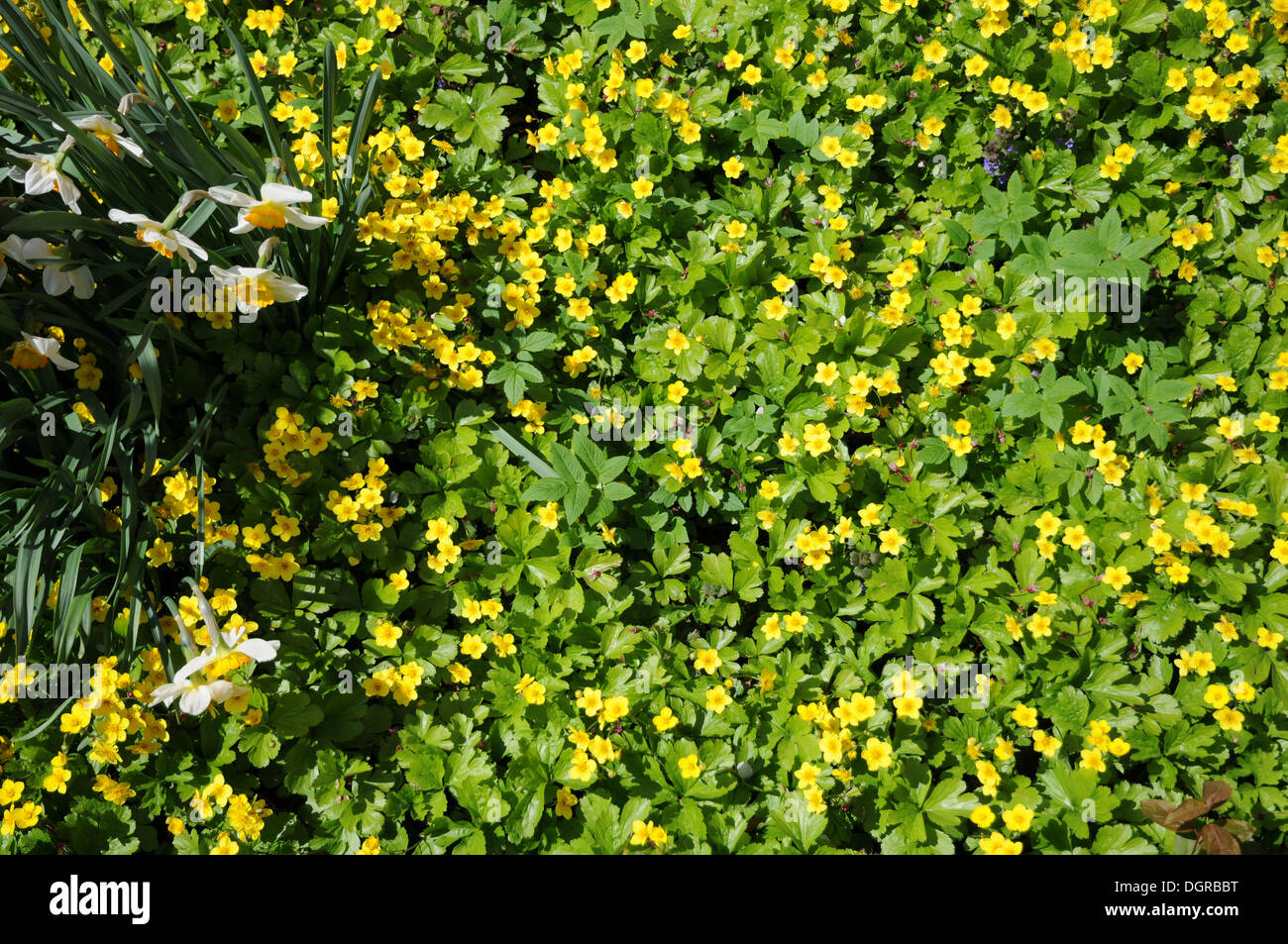 Waldsteinia ternata hi-res stock photography and images - Alamy