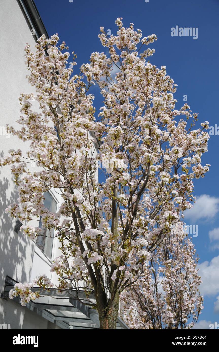 Flowering Cherry tree Stock Photo - Alamy