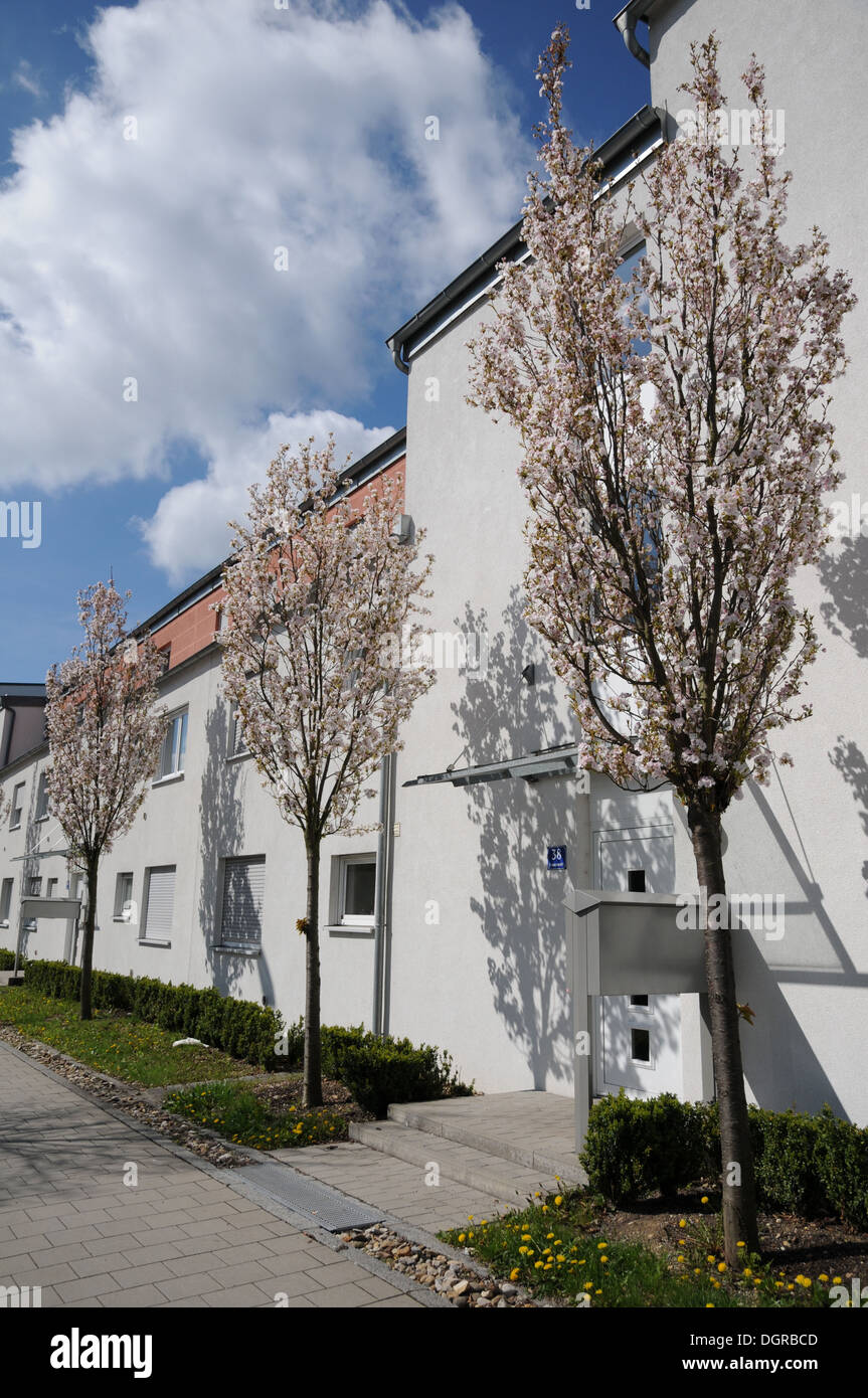 Flowering cherry tree prunus amanogawa hi-res stock photography and ...