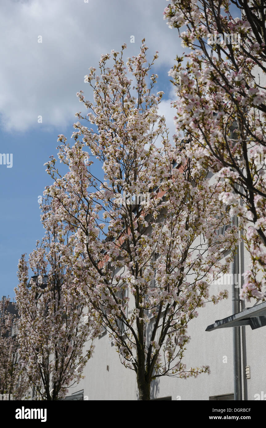 Prunus amanogawa tree hi-res stock photography and images - Alamy
