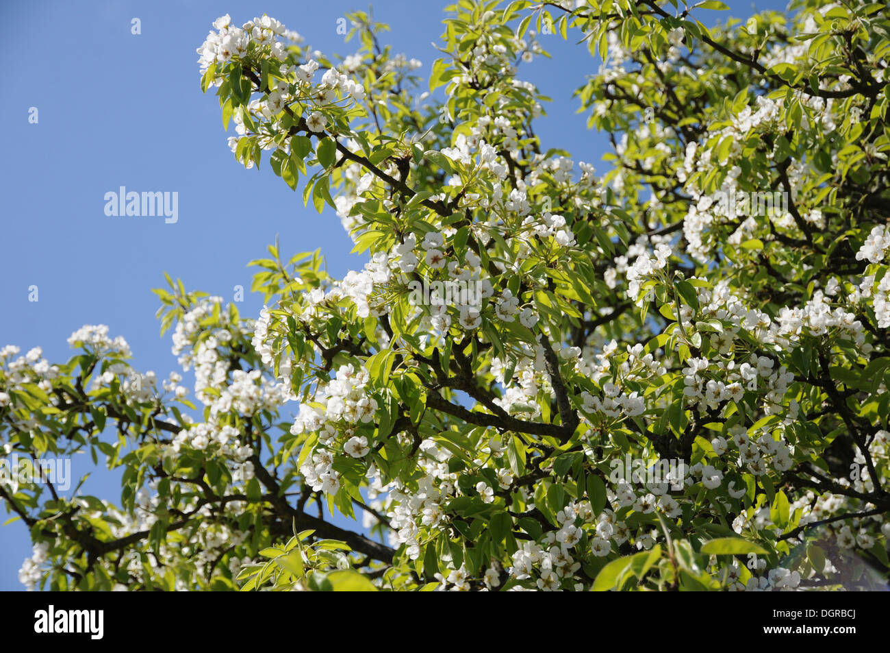 Birnenbaume hi-res stock photography and images - Alamy