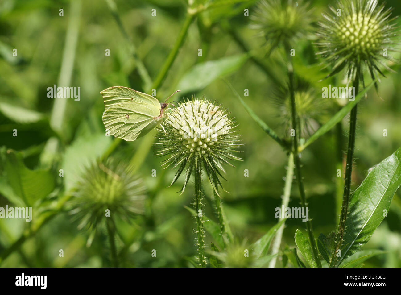 Teasle hi-res stock photography and images - Alamy