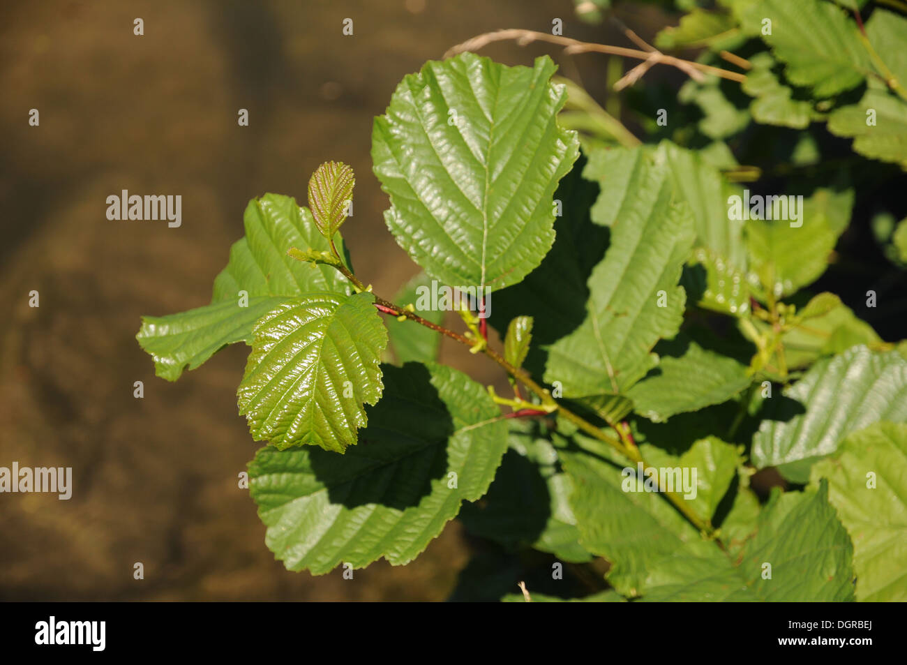 Alder shrubs hi-res stock photography and images - Alamy