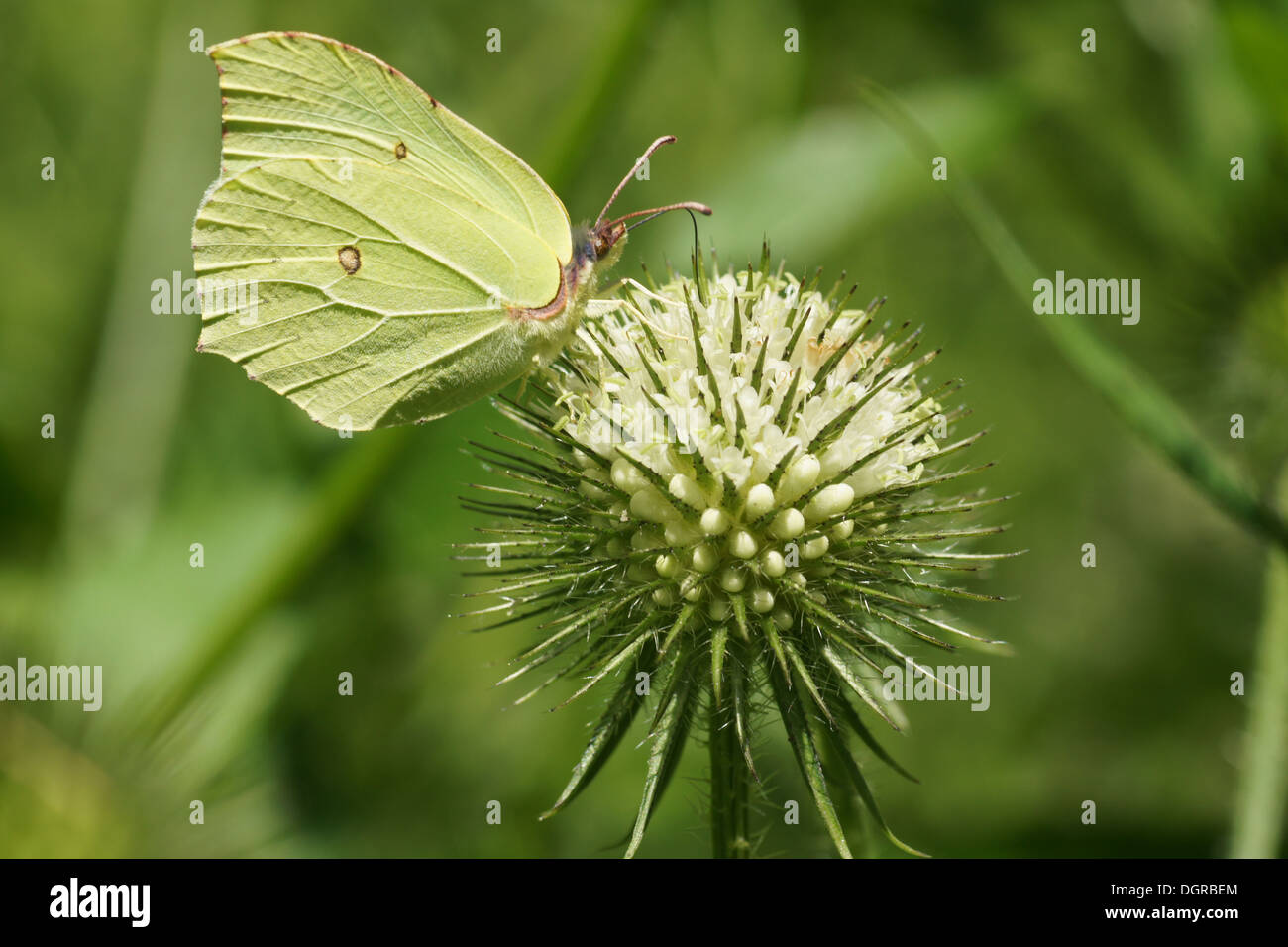 Teasle hi-res stock photography and images - Alamy