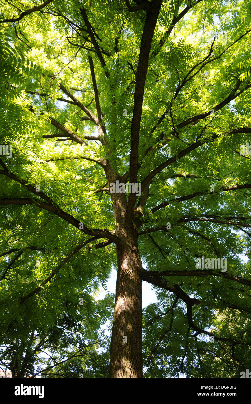 Black walnut hi-res stock photography and images - Alamy