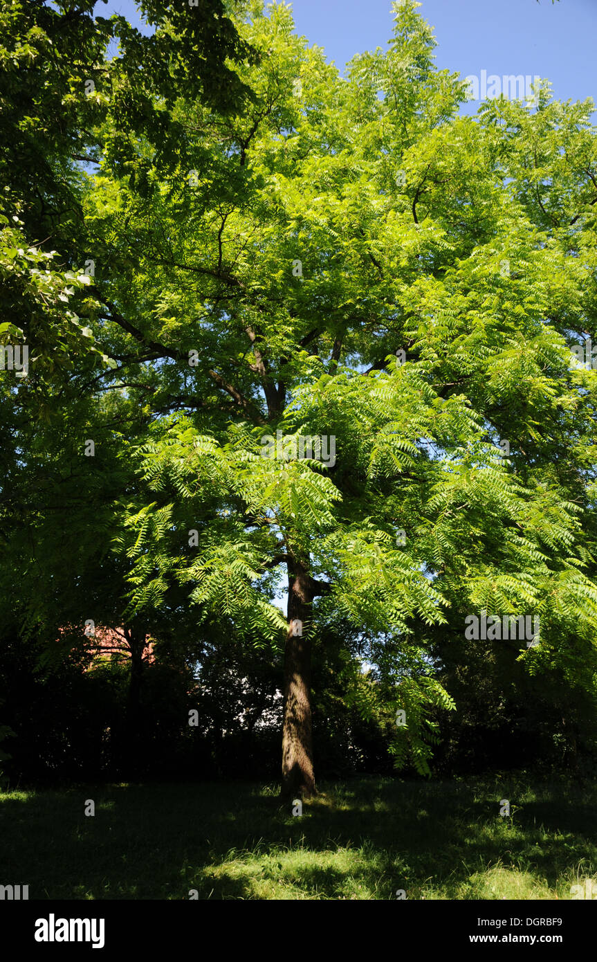 Black walnut trees hi-res stock photography and images - Alamy