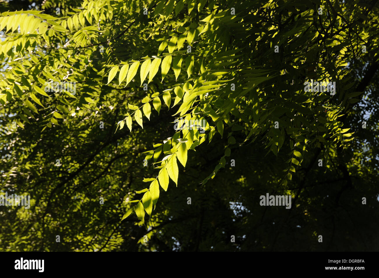 Wal nut tree hi-res stock photography and images - Alamy