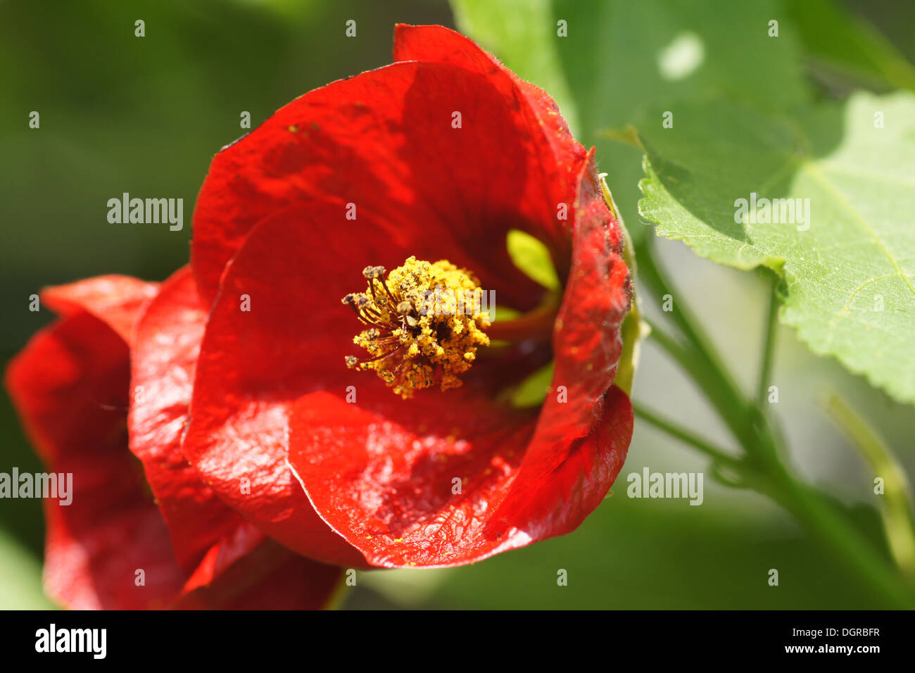 Abutilon tree hi-res stock photography and images - Alamy
