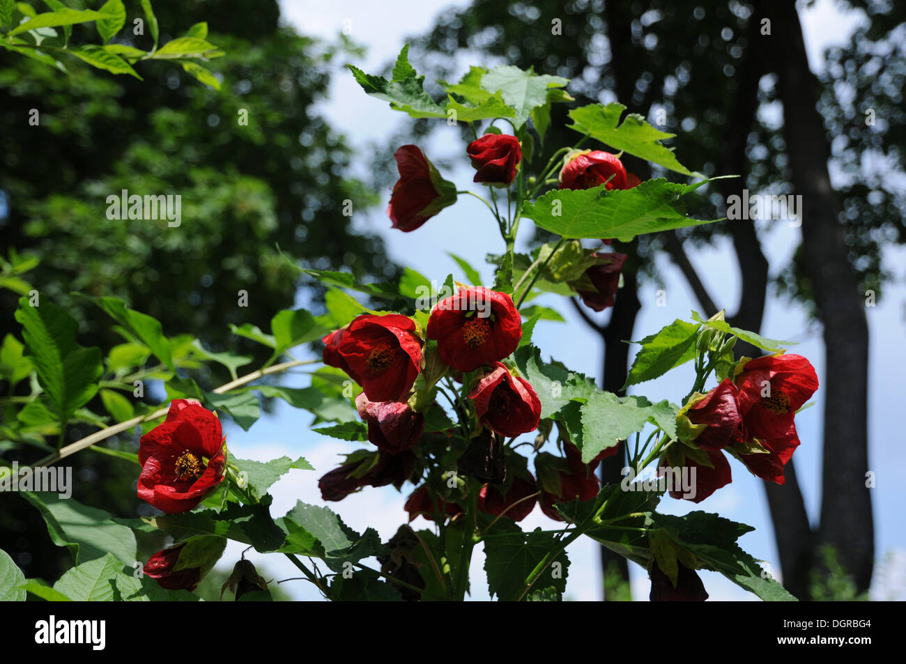 Abutilon tree hi-res stock photography and images - Alamy