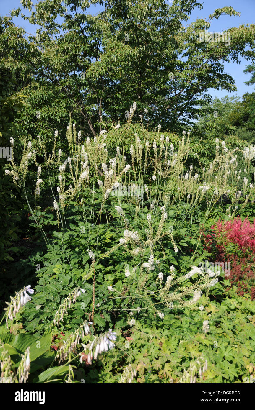 Snakeroot hi-res stock photography and images - Alamy