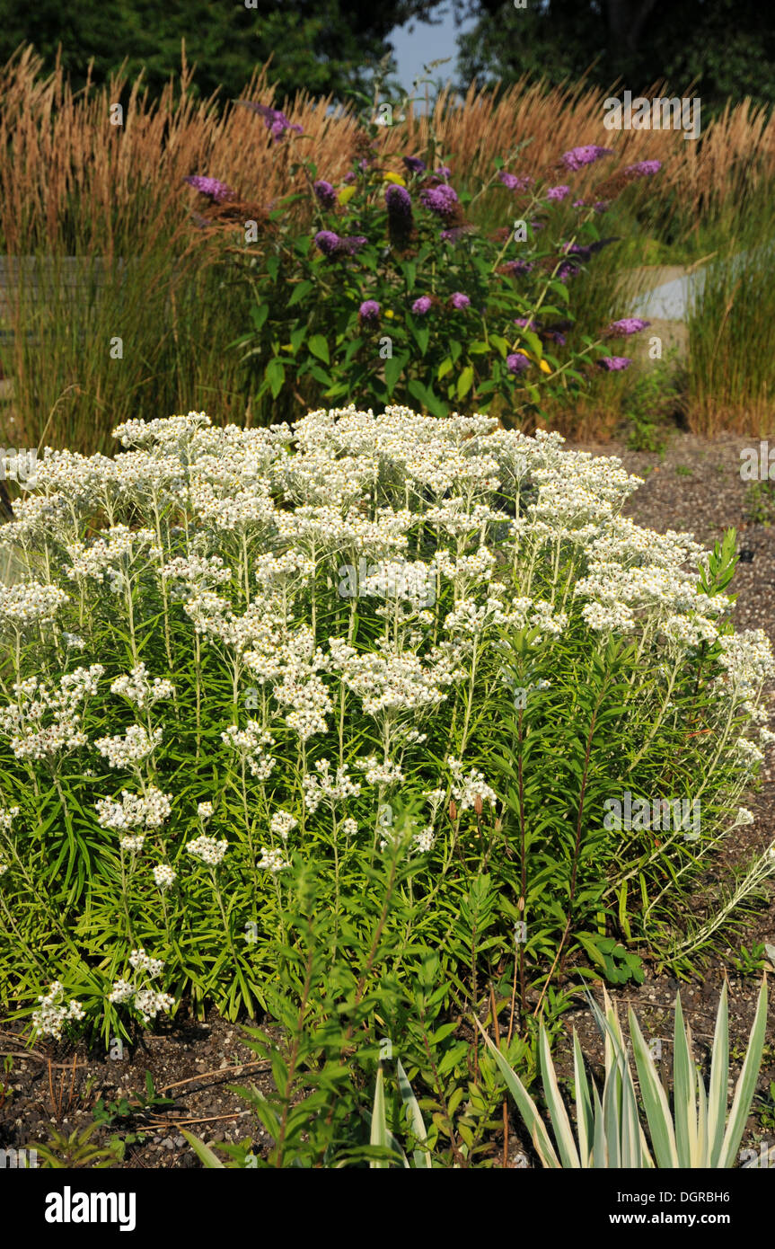 Western pearly everlasting hi-res stock photography and images - Alamy